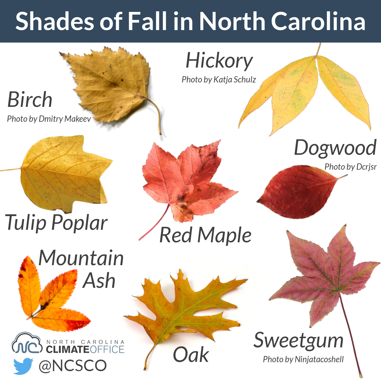 The Leaves, They Are a Changin'... But Why? | North Carolina State ...