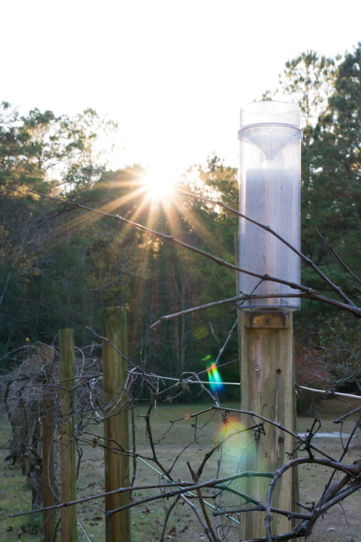 Winter Wanes Early in a Near-Record Warm February - North Carolina ...